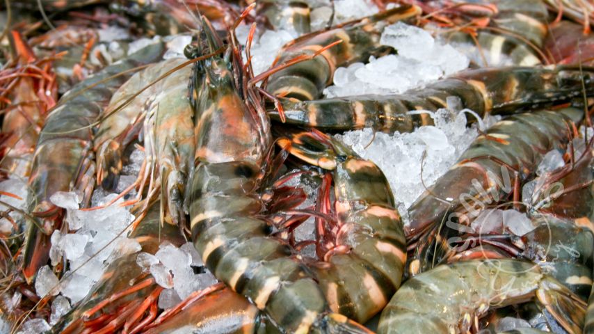 Discover the Delights of กุ้งสเปน - A Culinary Journey from Spain ...